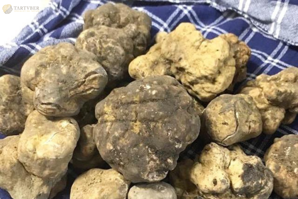 Stagione Tartufo Bianco 2022: prezzi e previsioni - Tartuber